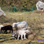 Carnac Tour: Megalithic Marvels and La Trinite Sur Mer - The Value for Money