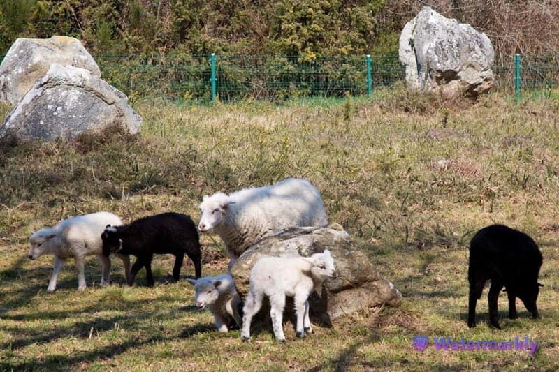 Carnac Tour: Megalithic Marvels and La Trinite Sur Mer - The Value for Money