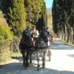 Carriage ride and Lunch in a typical restaurant in the heart of Chianti - The Details That Matter