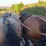 Carriage rides in the heart of the Luberon - The Authentic Charm of Les Traits du Lub’