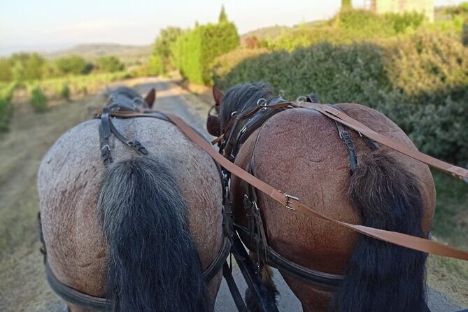 Carriage rides in the heart of the Luberon - The Authentic Charm of Les Traits du Lub’