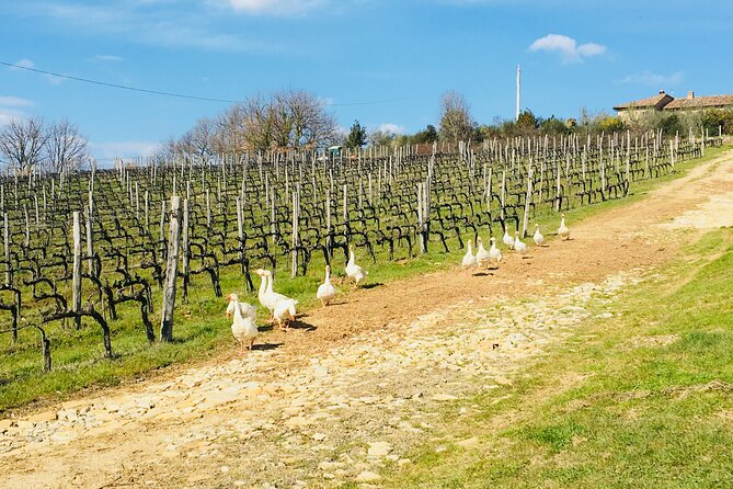 Casa Emma Wine Tasting - A Farewell to the Ordinary: Exploring Casa Emmas Wine Tasting Experience in Tuscany