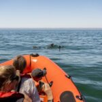 Cascais coast: Dolphin watching - The Itinerary in Detail: What You Can Expect