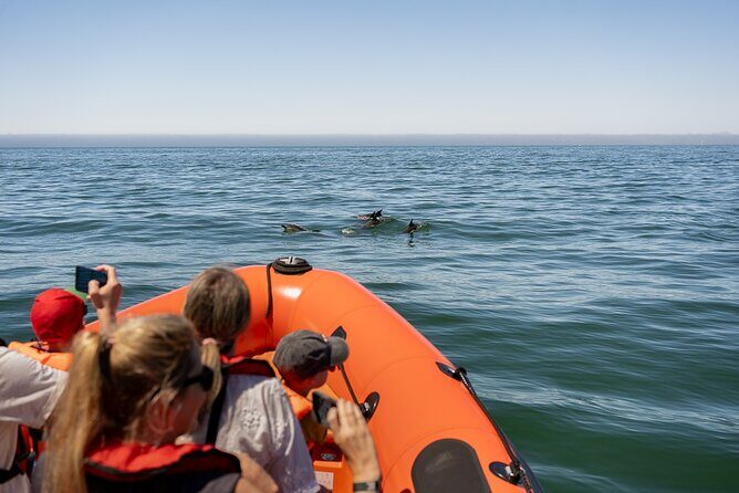 Cascais coast: Dolphin watching - The Itinerary in Detail: What You Can Expect