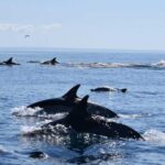 Cascais: Dolphin Watching Speedboat Tour - Final Thoughts: Is it Worth It?