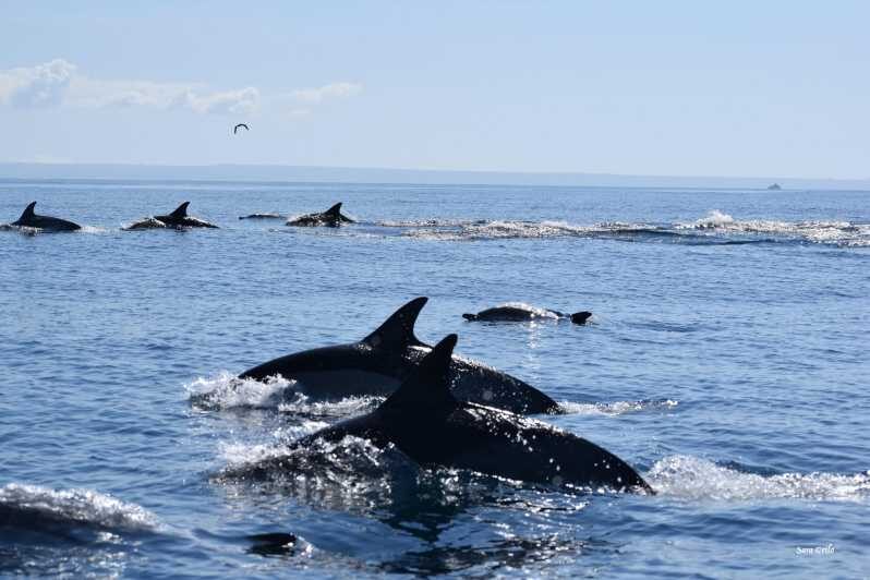 Cascais: Dolphin Watching Speedboat Tour - Final Thoughts: Is it Worth It?