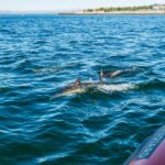 Cascais: Dolphin Watching Tour - The Scenic Journey & Marine Encounters