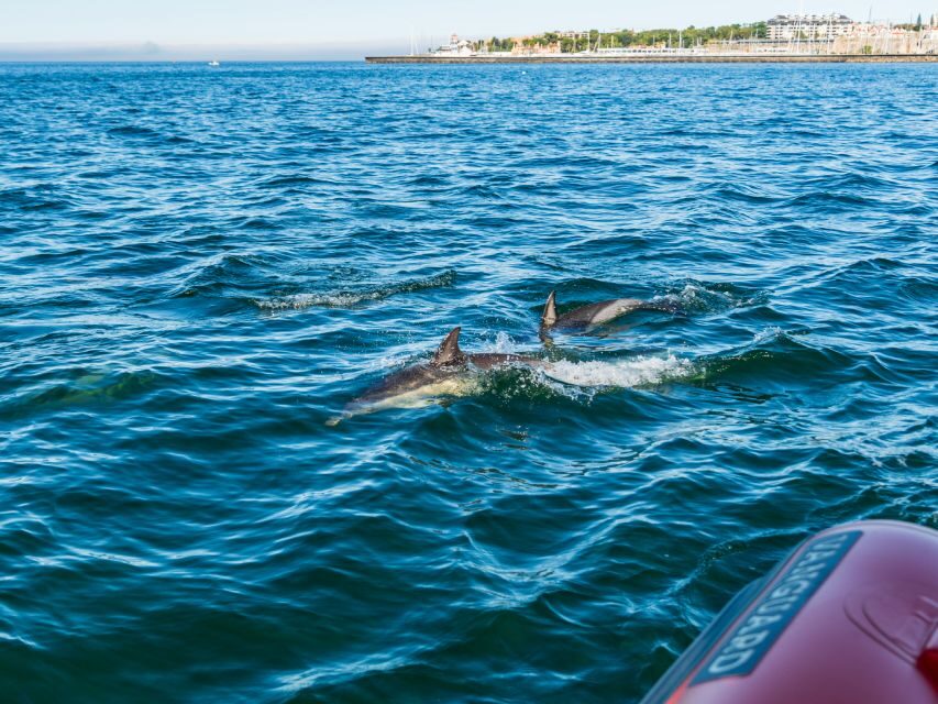 Cascais: Dolphin Watching Tour - The Scenic Journey & Marine Encounters