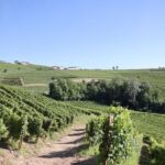 Castagnole delle Lanze: Saffron Walking Tour w/ Wine & Food - What to Expect: A Step-by-Step Journey