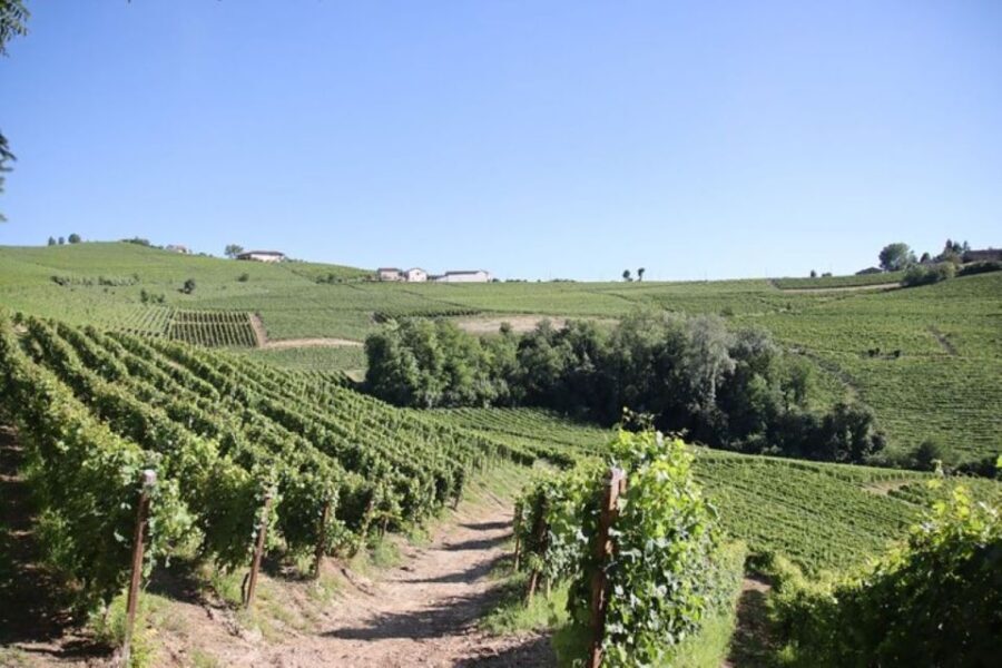 Castagnole delle Lanze: Saffron Walking Tour w/ Wine & Food - What to Expect: A Step-by-Step Journey
