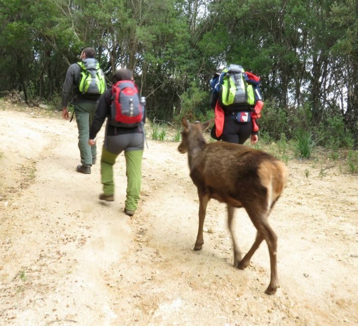 Castiadas: trekking in the S'Acqua Callenti forest - An Honest Look at the Experience