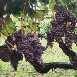 Catania : Wine and Lunch Tour - A Deep Dive Into the Experience
