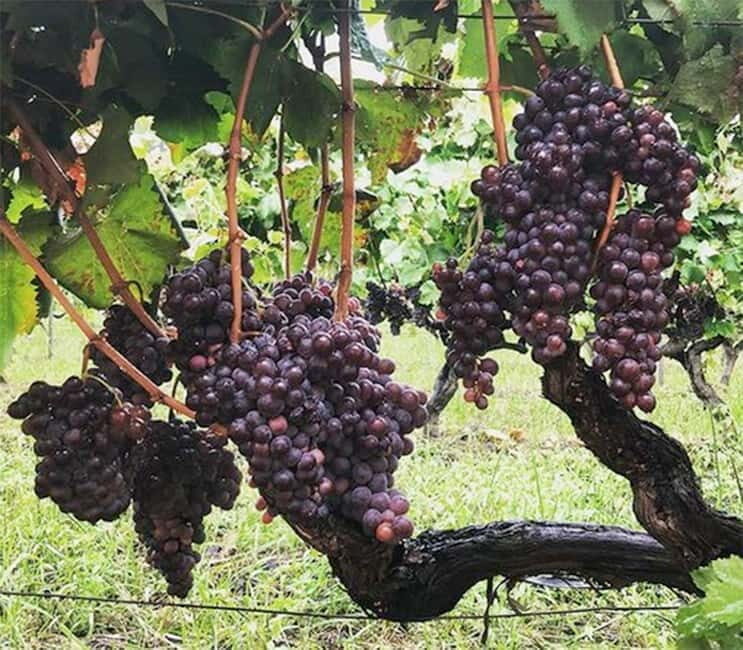 Catania : Wine and Lunch Tour - A Deep Dive Into the Experience