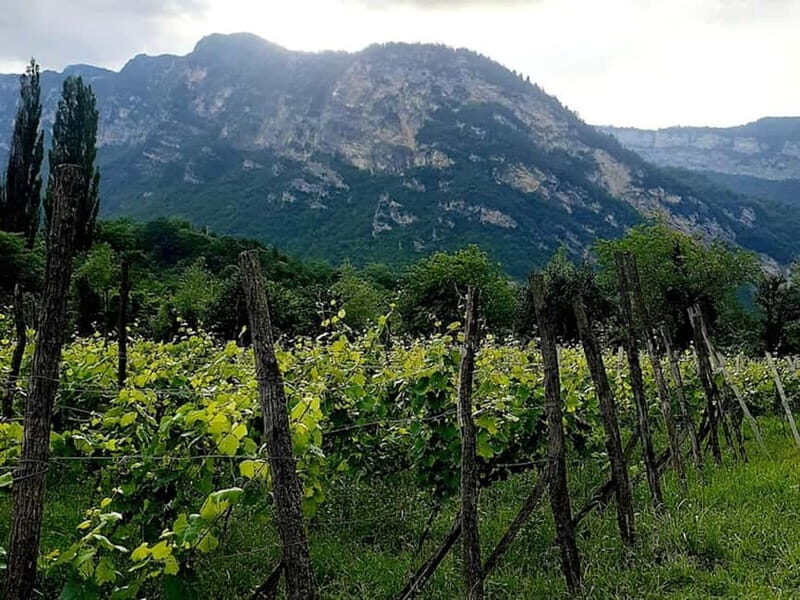 Caucasus: Wine Cellars Tour in Microzones of Racha-Lechkhumi - Why This Tour Will Delight You
