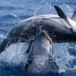 Caves & Dolphins - Combined Trip - The Itinerary: A Closer Look