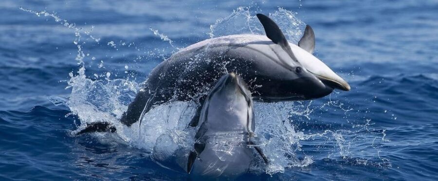 Caves & Dolphins - Combined Trip - The Itinerary: A Closer Look