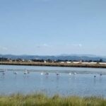 Cervia & Milano Marittima on APE CALESSINO vintage - The Sum Up