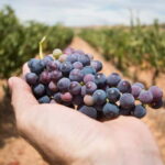 Châlons-en-Champagne luxury tours with private chauffeur - Is It Worth the Price?