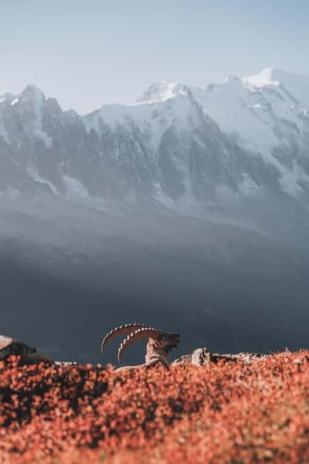 Chamonix: Mountain Photography Workshop at Lac Blanc - Is It Worth the Price?