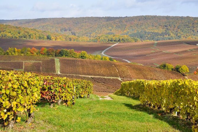 Champagne Area Small-Group Tour including a Top Champagne house & Family Winery - Key Points