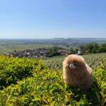 Champagne Private Day Trip: Epernay & Reims 9 glasses - Transport, Timing, and Group Size