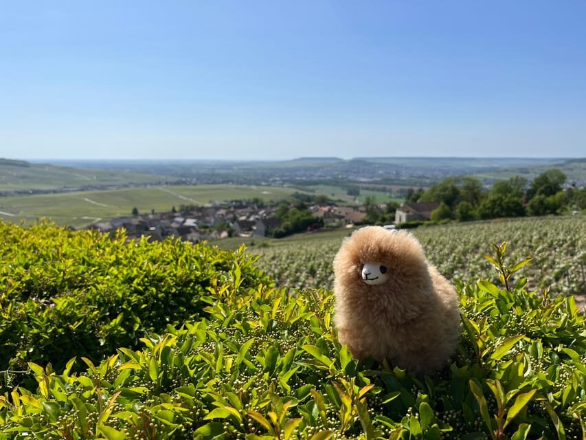 Champagne Private Day Trip: Epernay & Reims 9 glasses - Transport, Timing, and Group Size
