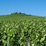Champagne Region from Paris: Reims and Champagne Tasting - The Perfect Tour for a Particular Traveler