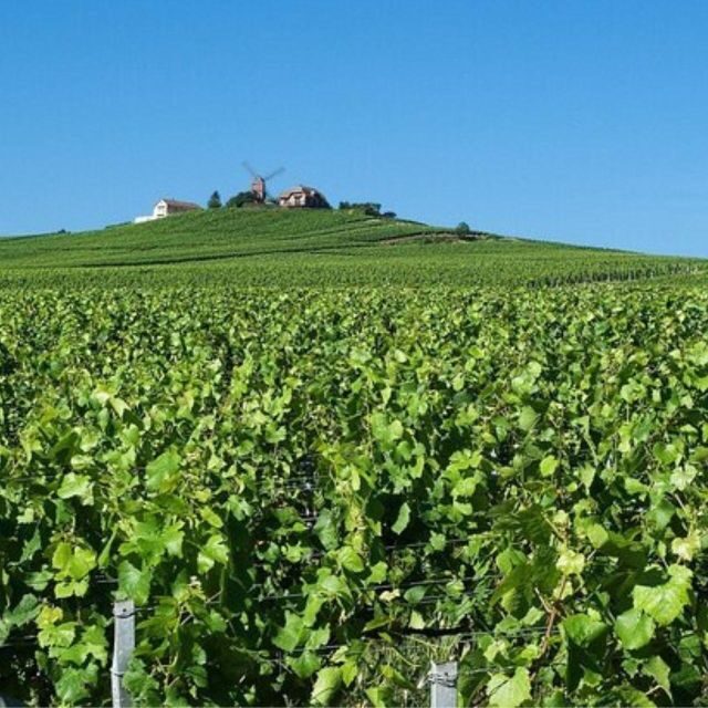 Champagne Region from Paris: Reims and Champagne Tasting - The Perfect Tour for a Particular Traveler