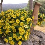 Chania Pink Sand Beaches Private Tour: Elafonisi & Falasarna - Who Will Enjoy This Tour Most?