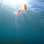 Chania Scuba Diving for Beginners - Practical Details: What You Need To Know