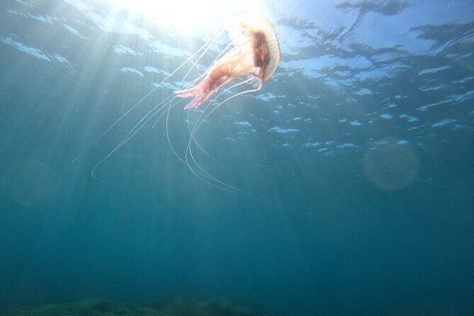 Chania Scuba Diving for Beginners - Practical Details: What You Need To Know