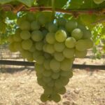 Chania:Olive and Wine 3-hour Trip - The Detailed Itinerary