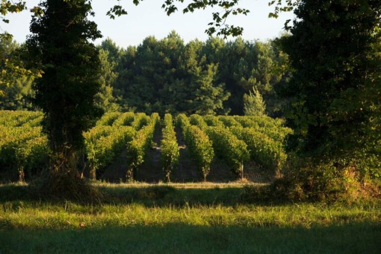 Château Olivier: One Hour Vineyard Tour with Wine Tasting - What You Can Expect at Château Olivier
