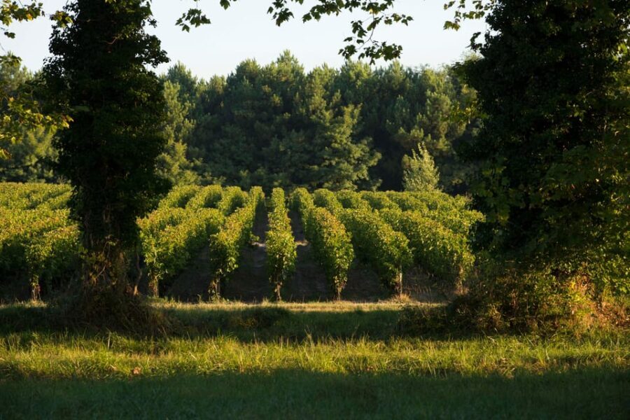 Château Olivier: One Hour Vineyard Tour with Wine Tasting - What You Can Expect at Château Olivier