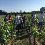 Château St-Emilion Grand Cru visit and Grand Cru and Pomerol tasting - Exploring the Cellar and Winemaking Process