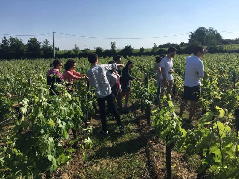 Château St-Emilion Grand Cru visit and Grand Cru and Pomerol tasting - Exploring the Cellar and Winemaking Process