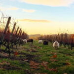 Chateau Thivin Welcome visit Wine tour in Beaujolais (Odenas) - Analyzing the Value