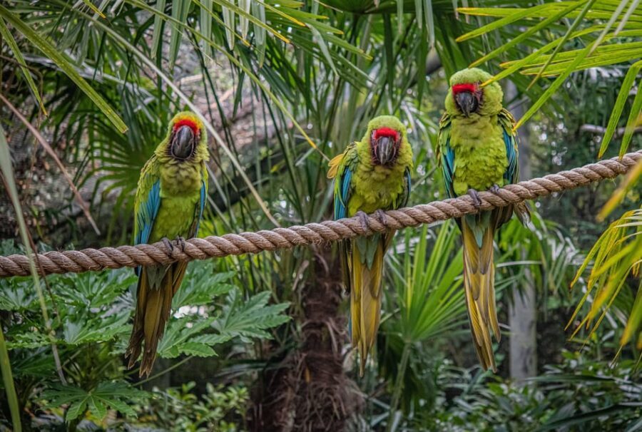 Chester: Chester Zoo Entry Ticket - Who Should Visit Chester Zoo?