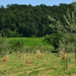 Chianciano: Olive Mill Tour with Oil and Food Tasting - The Art of Tasting Extra Virgin Olive Oil