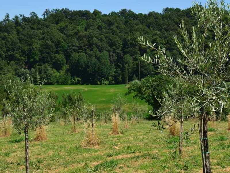 Chianciano: Olive Mill Tour with Oil and Food Tasting - The Art of Tasting Extra Virgin Olive Oil
