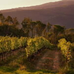 Chianti Colli Fiorentini Winery Tour 18km from Florence - The Vineyard Walk and Farmhouse Visions