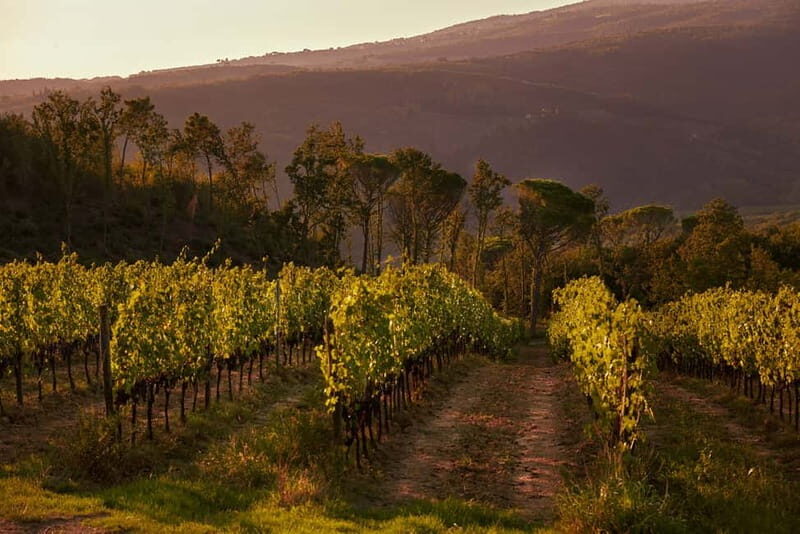 Chianti Colli Fiorentini Winery Tour 18km from Florence - The Vineyard Walk and Farmhouse Visions