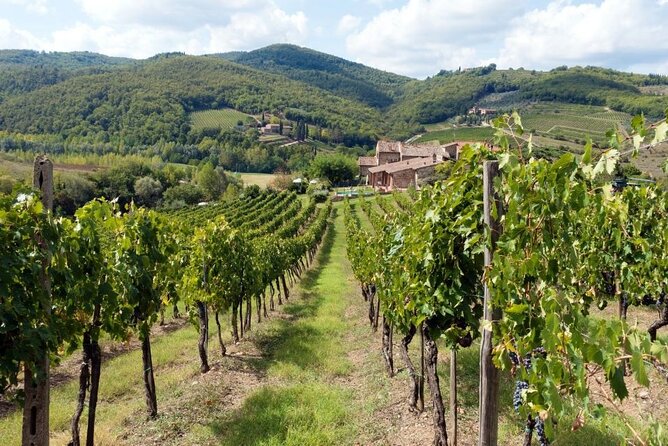 Chianti from Florence:PRIVATE Wine, Olive Oil Tasting in the Tuscan countryside - An Honest Look at the Chianti from Florence Private Wine and Olive Oil Tour