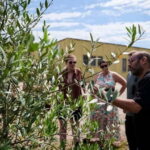 Chianti: Olive Mill Guided Tour with 3 Oil Tastings & Food - The Value and Practicalities