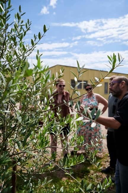 Chianti: Olive Mill Guided Tour with 3 Oil Tastings & Food - The Value and Practicalities