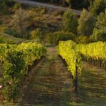 Chianti, Siena, S. Gimignano & Wine Tasting Private Tour - Practical Considerations