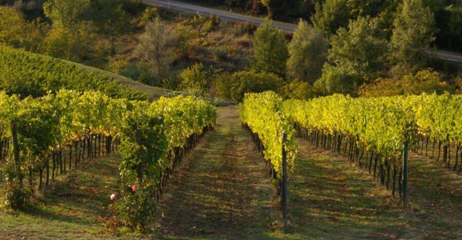 Chianti, Siena, S. Gimignano & Wine Tasting Private Tour - Practical Considerations