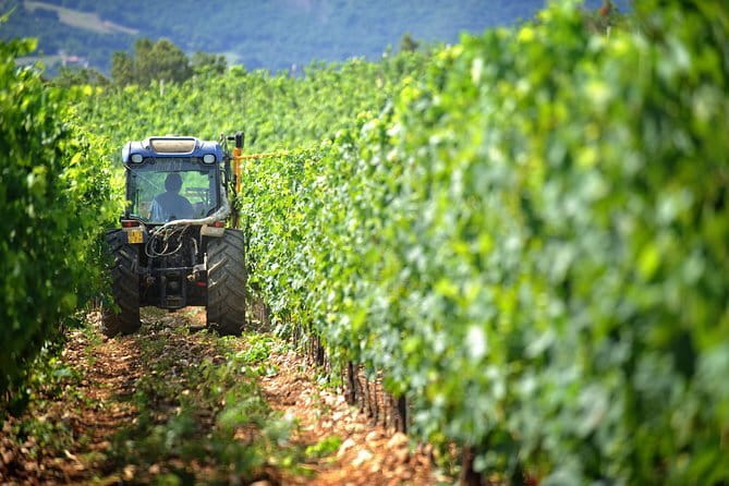 Chianti Vineyards Tours in Private Luxury Van from Florence - Key Points