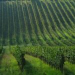 Chianti Wine and Hill Towns Full-Day Tour with Deluxe Van - Who Will Love This Tour?