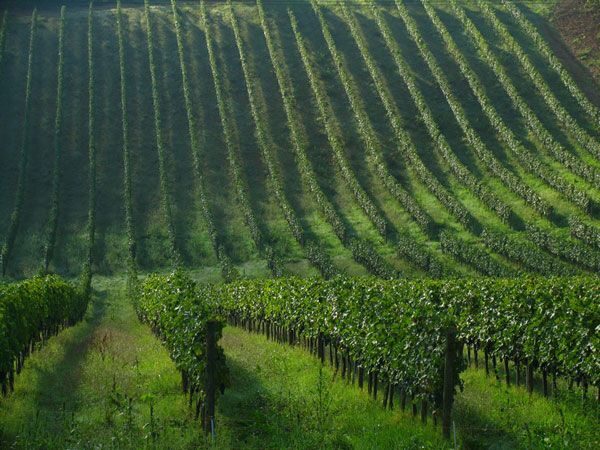 Chianti Wine and Hill Towns Full-Day Tour with Deluxe Van - Who Will Love This Tour?